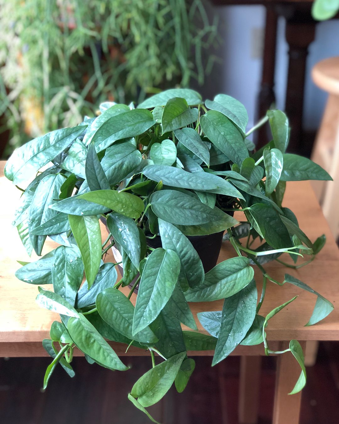 Varieties of Pothos to know and own - Urban Indoor Garden