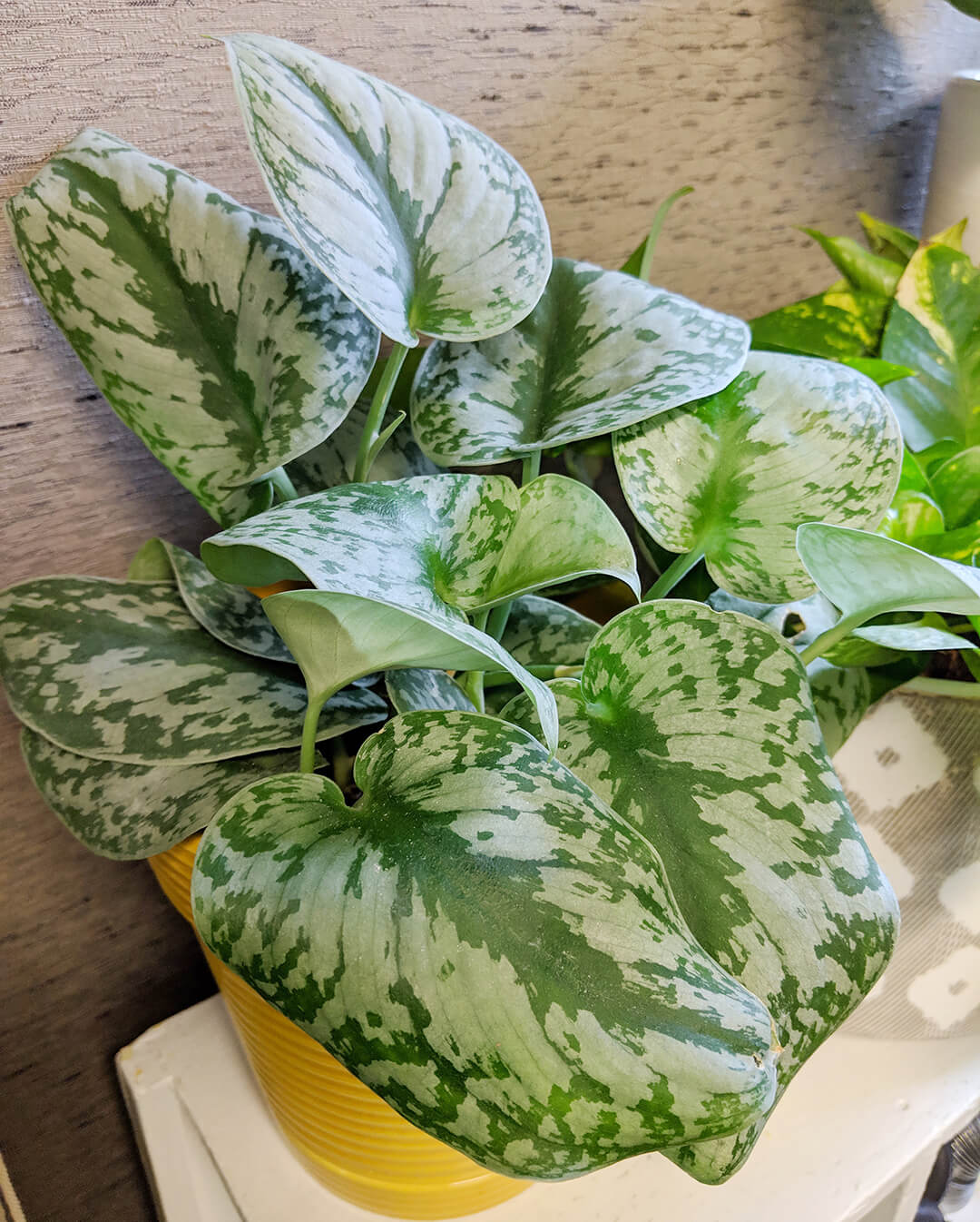 Varieties of Pothos to know and own - Urban Indoor Garden