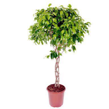 5 Most Popular Indoor Plants for Dubai Homes